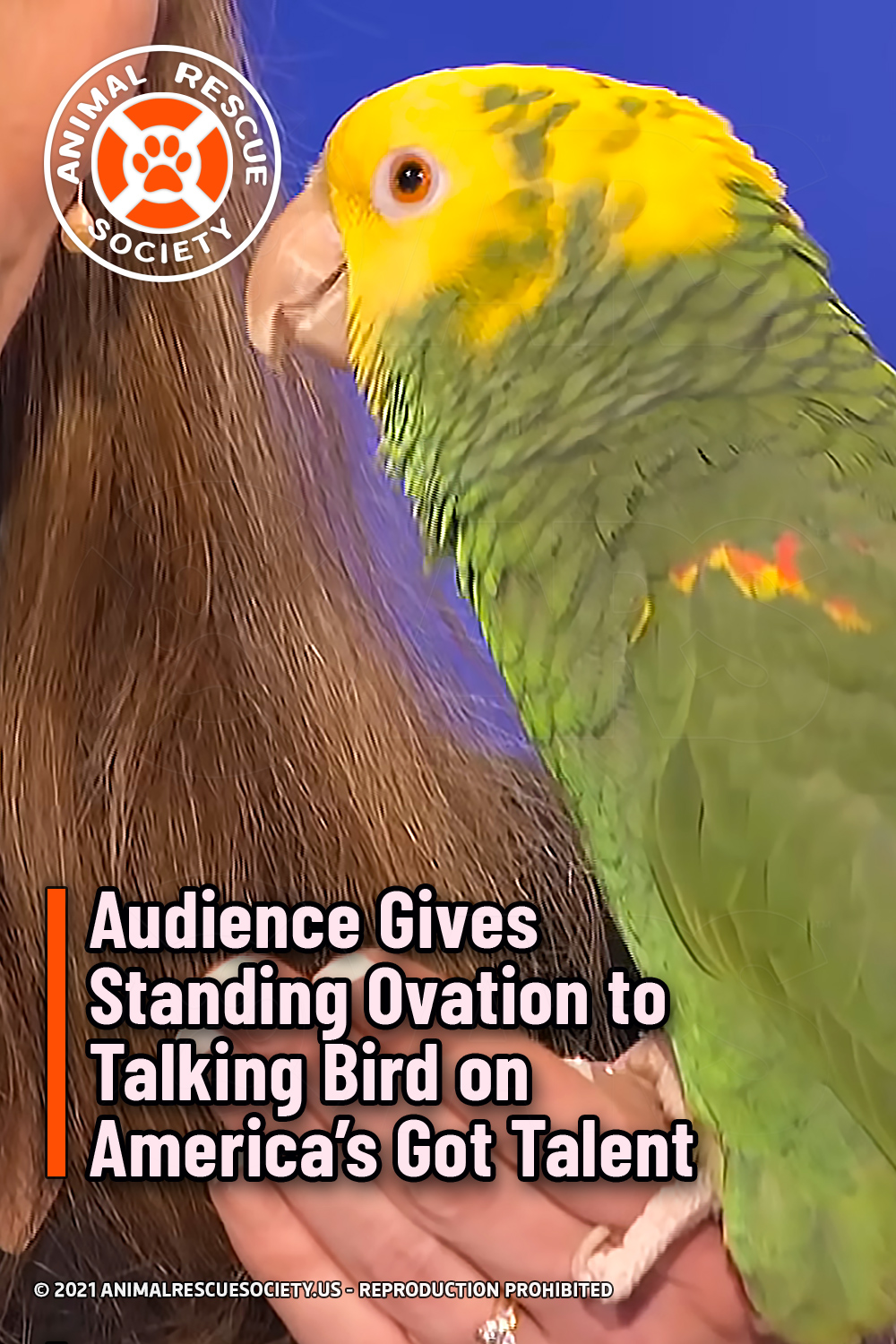 Bird Talent